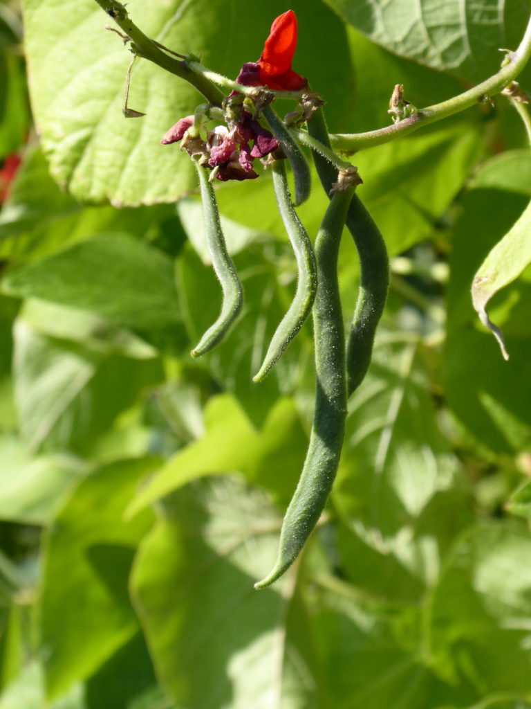 Feuerbohnen Stangenbohne samenfestes saatgut - LandschaftenSchmecken