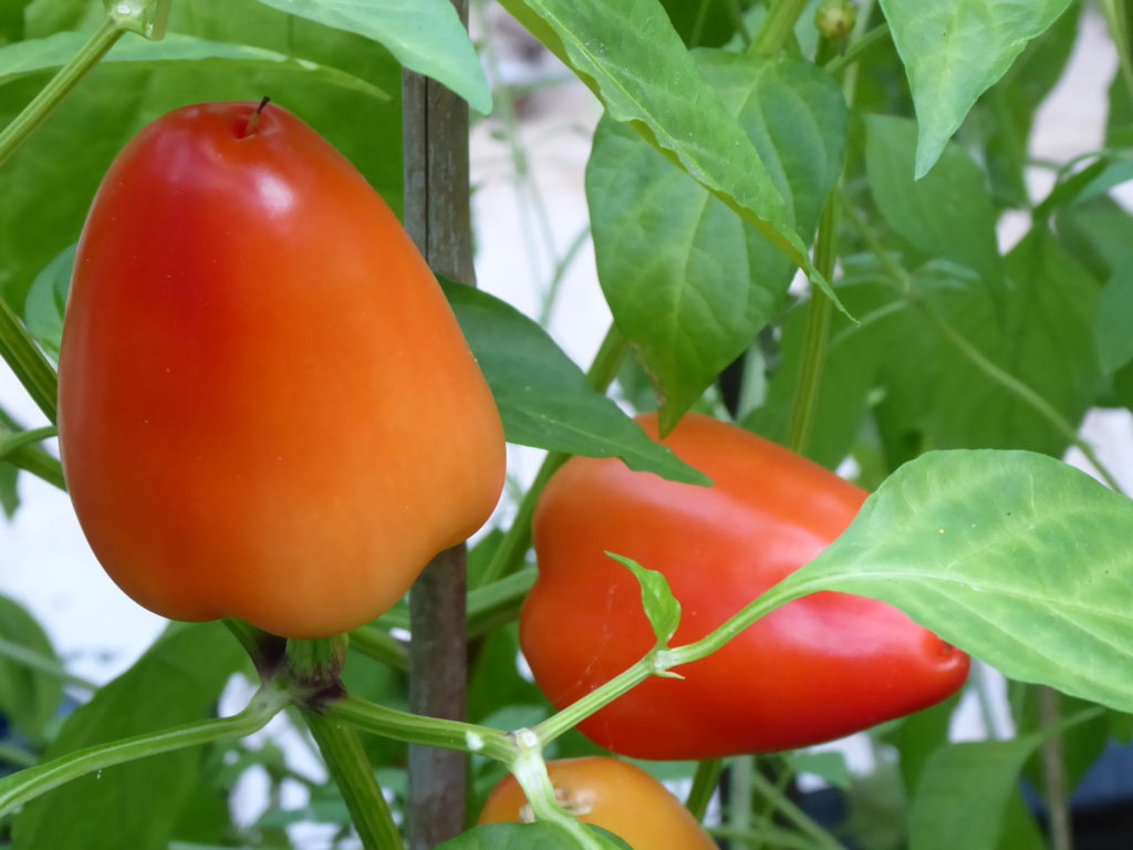 Somborka - LandschaftenSchmecken