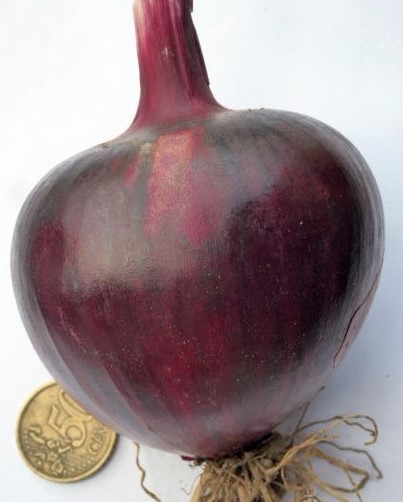 Lagerzwiebel Ramata rossa di Milano - LandschaftenSchmecken