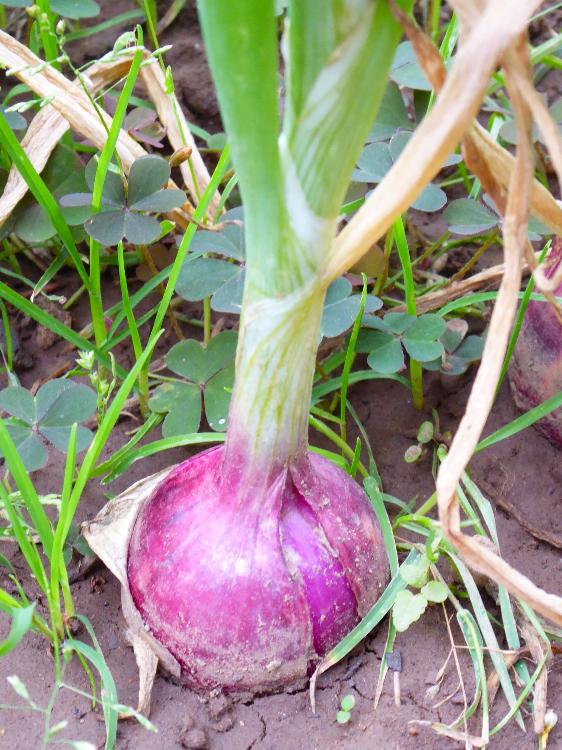 Lagerzwiebel Ramata rossa di Milano - LandschaftenSchmecken
