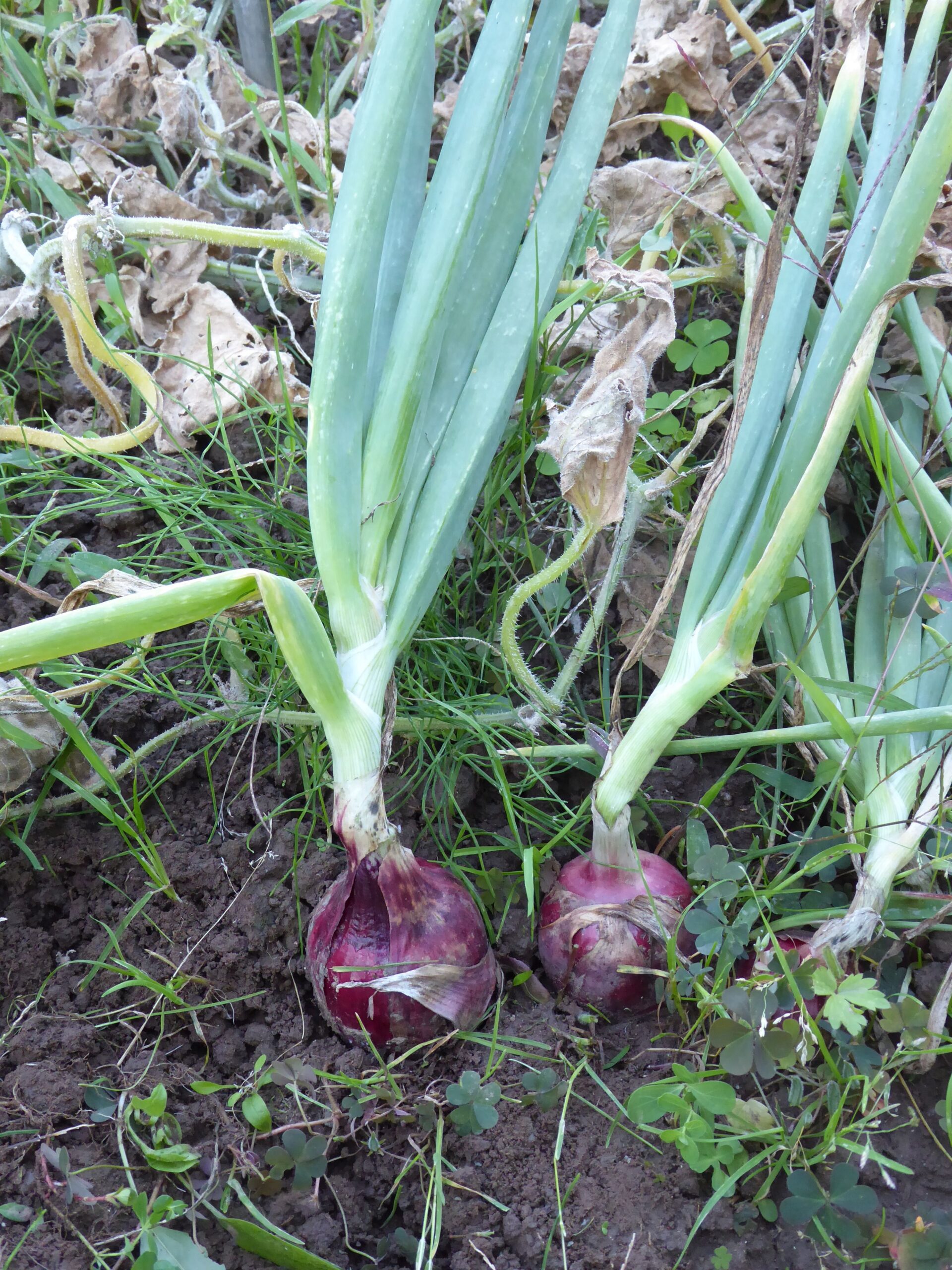 Lagerzwiebel Ramata rossa di Milano - LandschaftenSchmecken