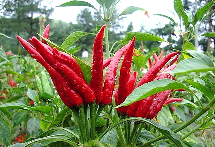 Chili Takanotsume - LandschaftenSchmecken