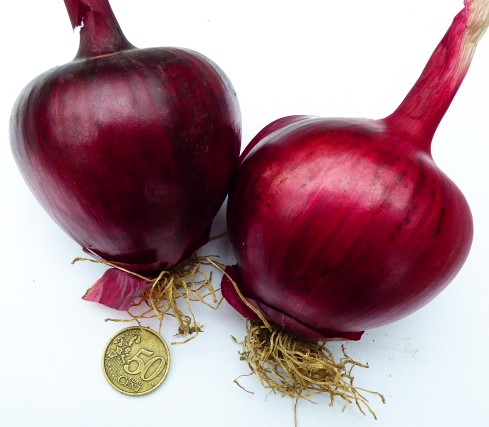 Lagerzwiebel Ramata rossa di Milano - LandschaftenSchmecken